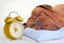 Adjusting Your Pet to Daylight Saving Time